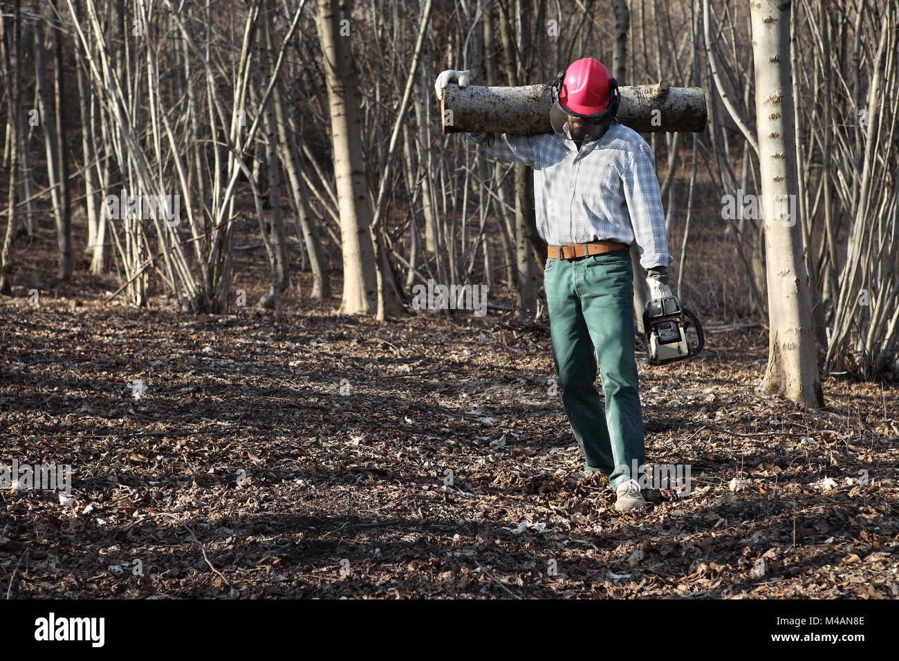 Lumberjack woodcutter with chainsaw carrying logs of big tree in the ...