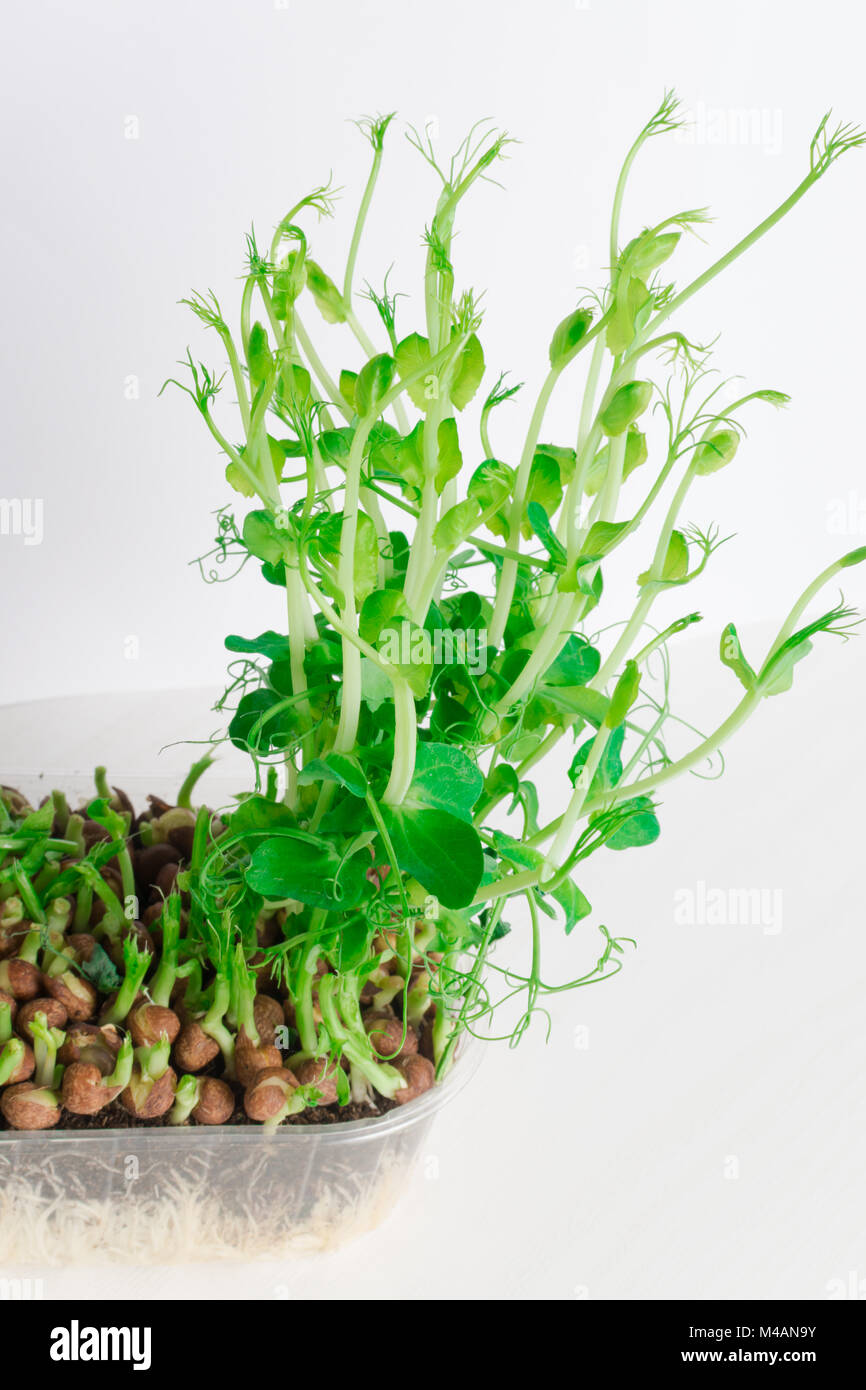 organic pea tendrils isolated in white background Stock Photo - Alamy