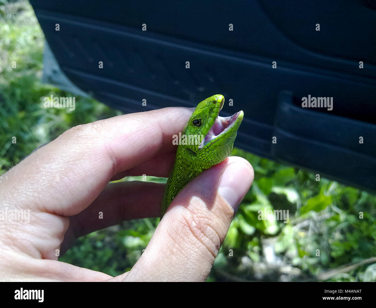 An ordinary quick green lizard. Lizard on the cut of a tree stump. Sand ...
