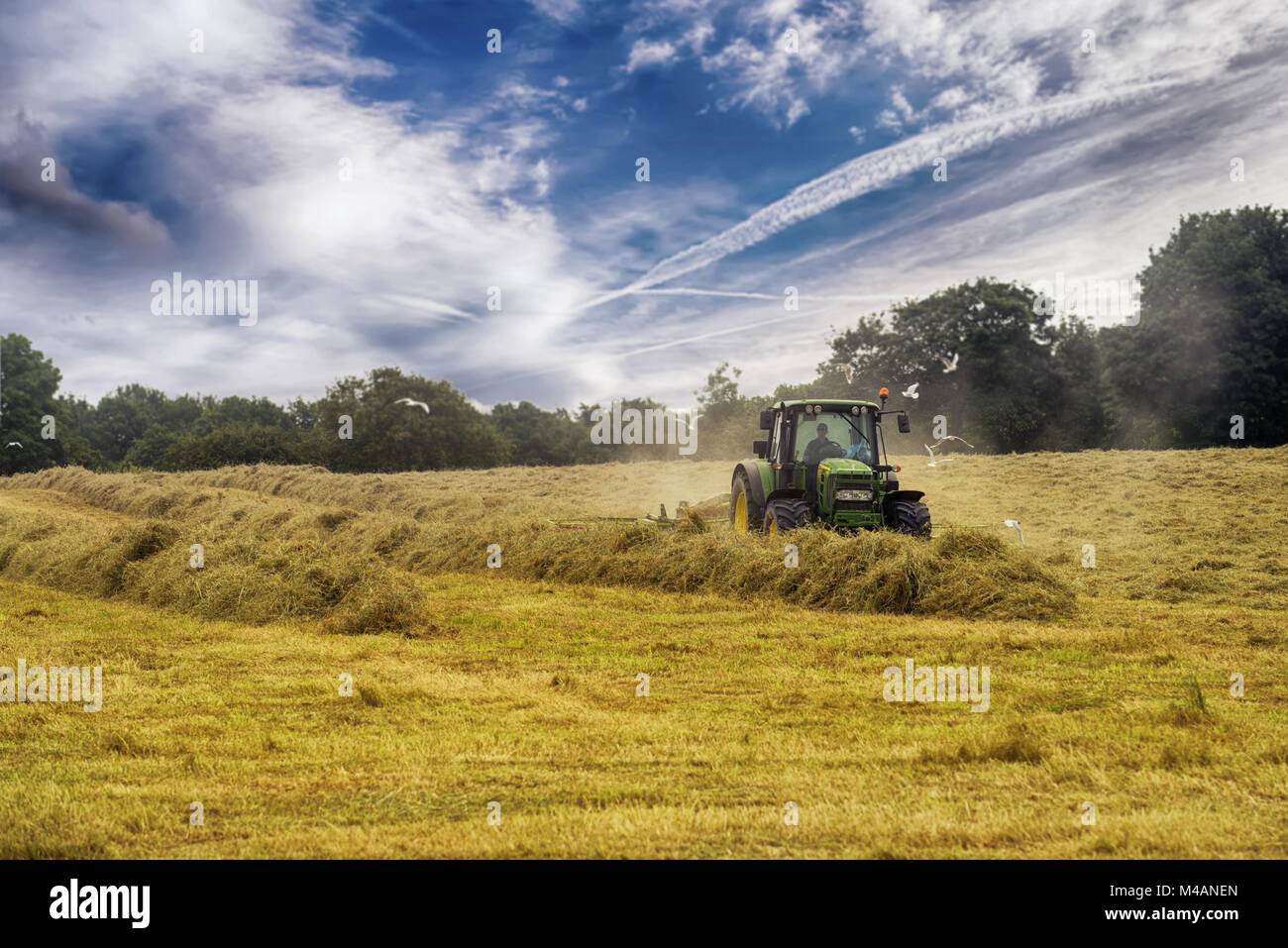 Tractor cutting hay in summer time against blue cloudy sky, haystacks ...