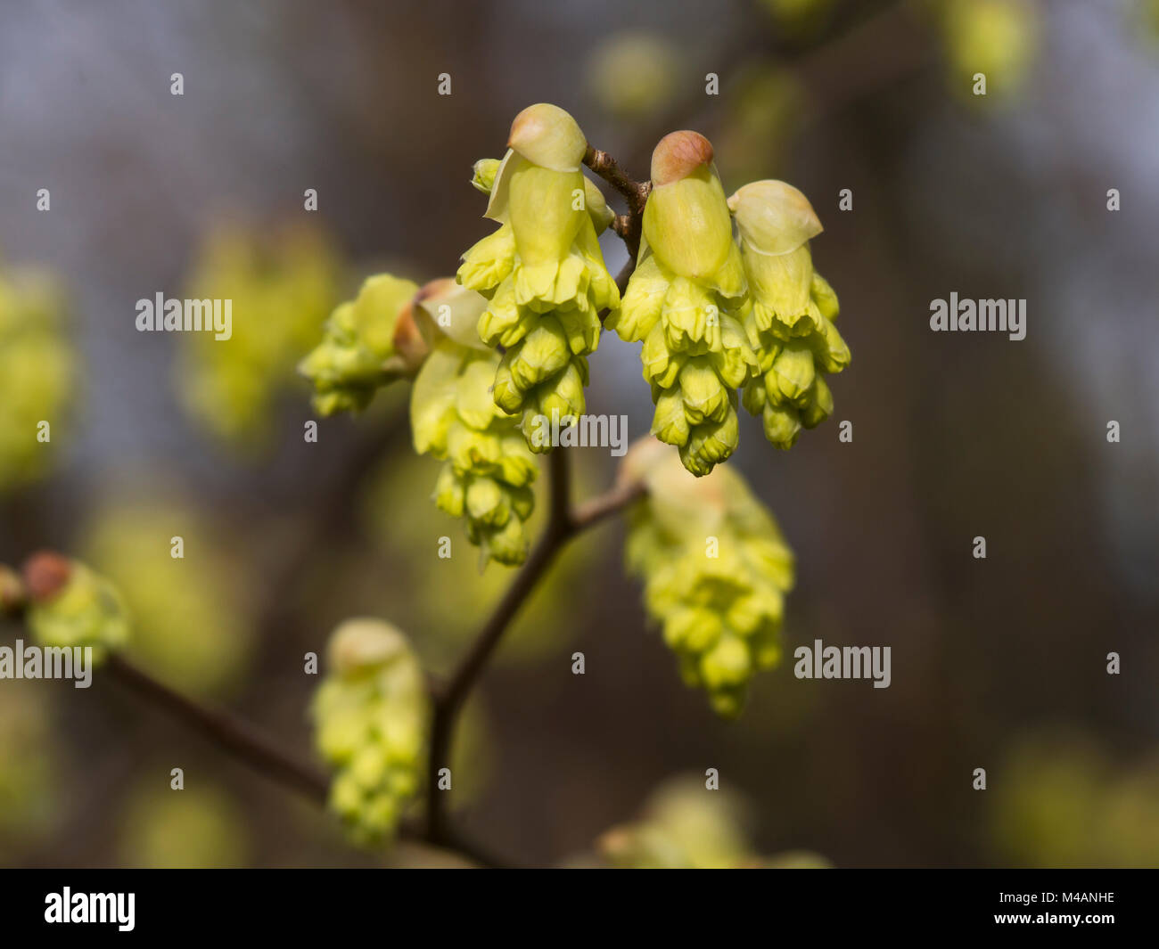 Corylopsis platypetala a small tree or scrub, Hazel tree family ...