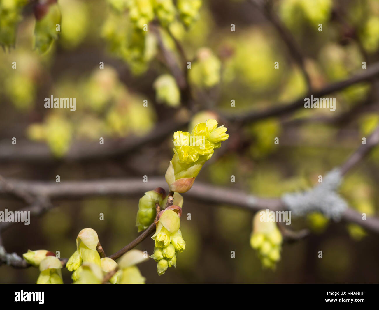 Corylopsis platypetala a small tree or scrub, Hazel tree family ...