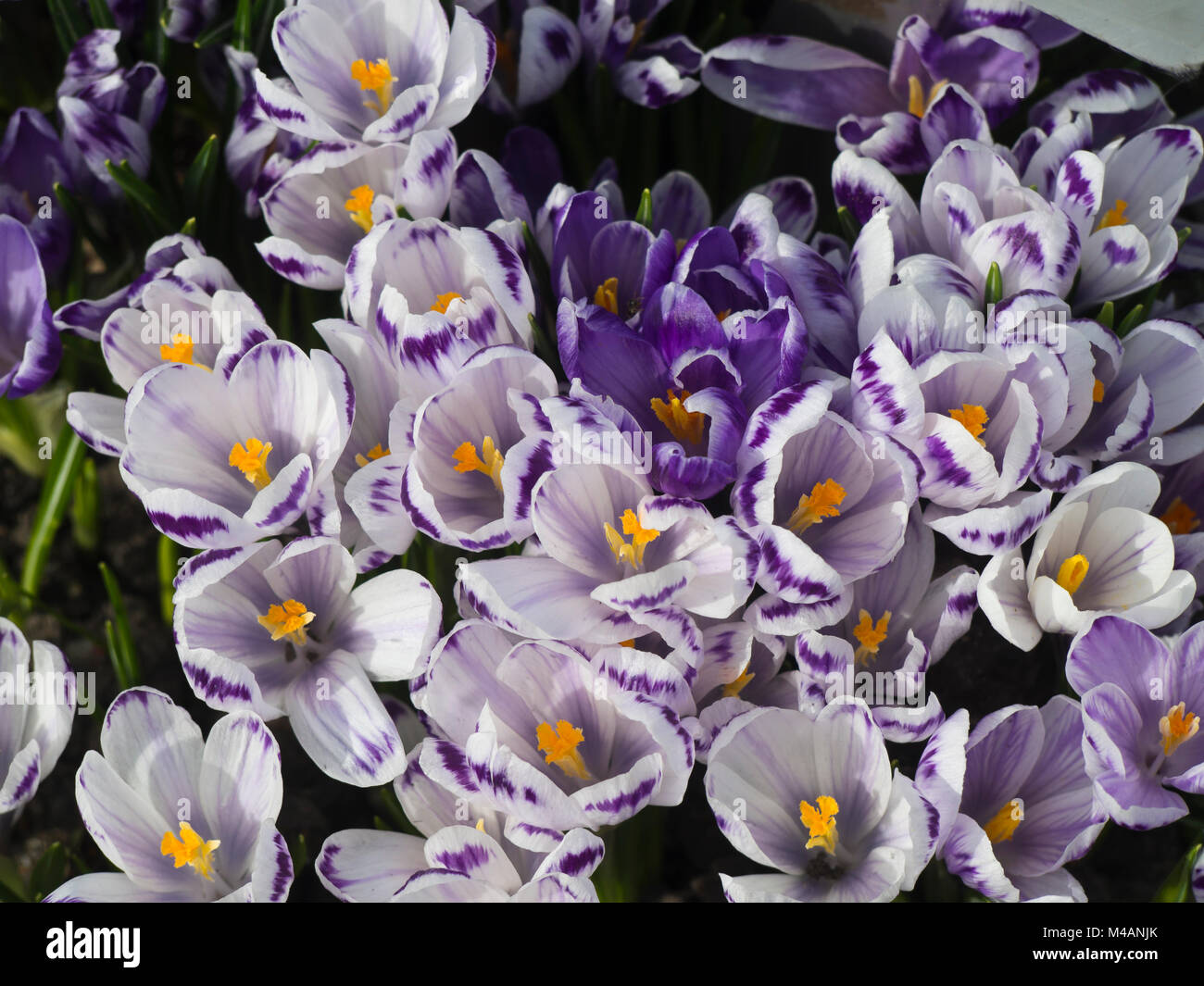 Subspecies albiflorus hi-res stock photography and images - Alamy