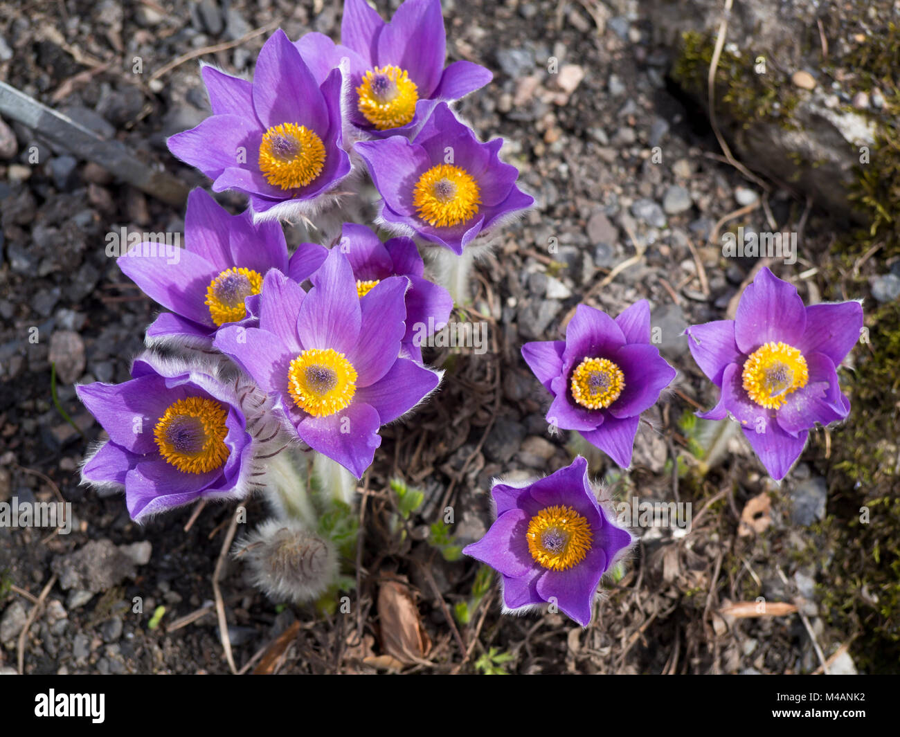Halleri hi-res stock photography and images - Alamy