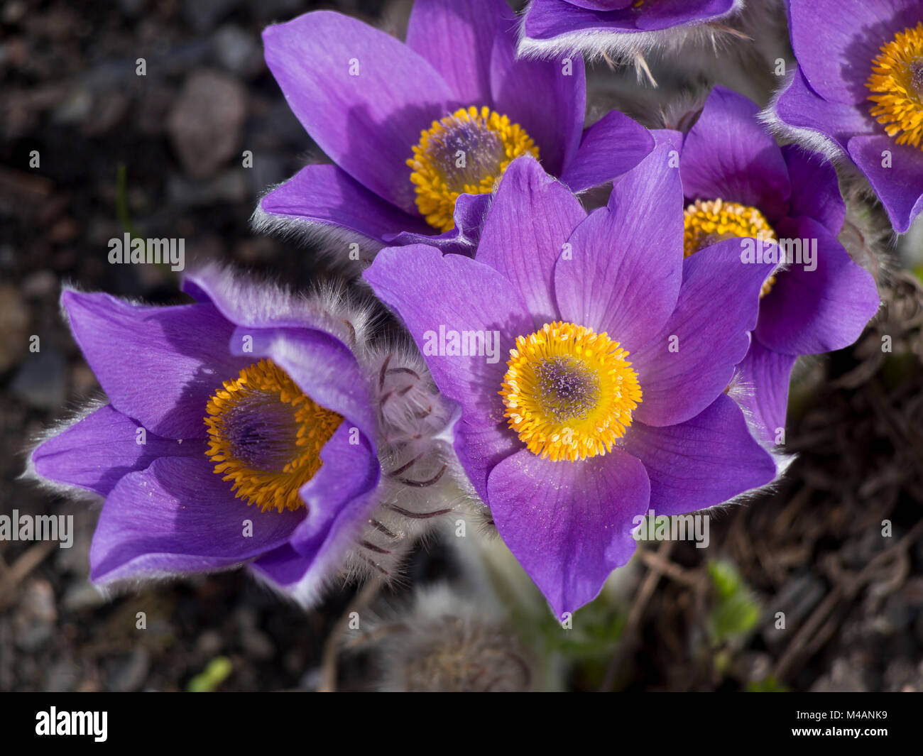 Halleri hi-res stock photography and images - Alamy