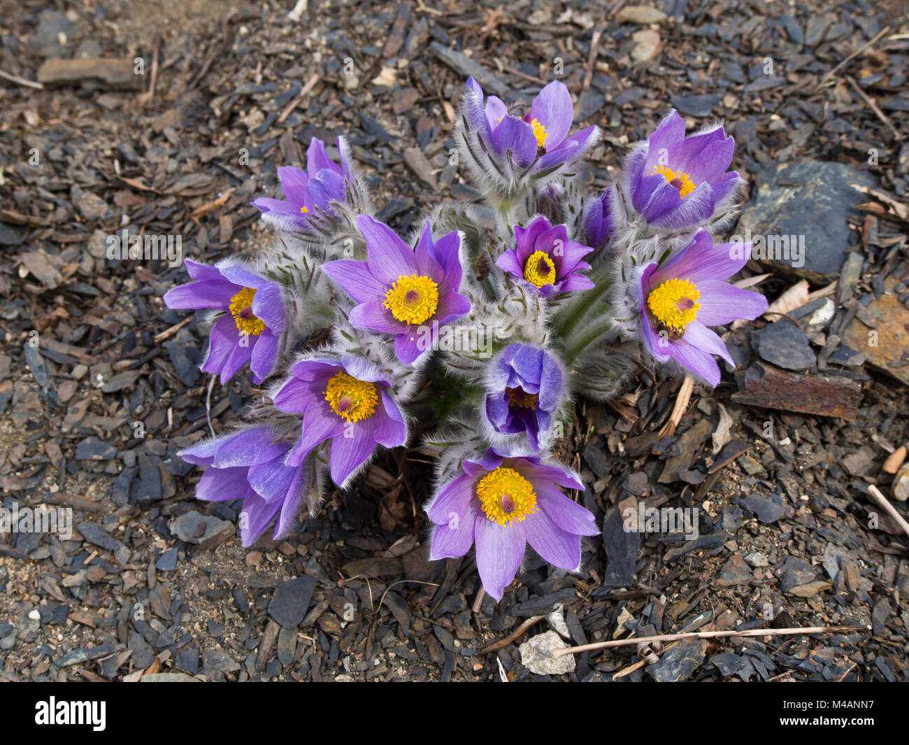 Greater pasque flower hi-res stock photography and images - Alamy