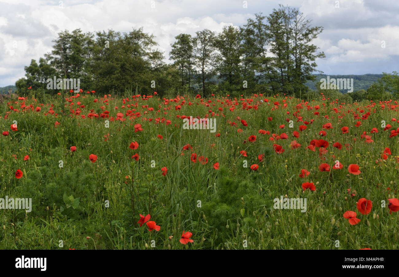 Poppy_field hi-res stock photography and images - Alamy