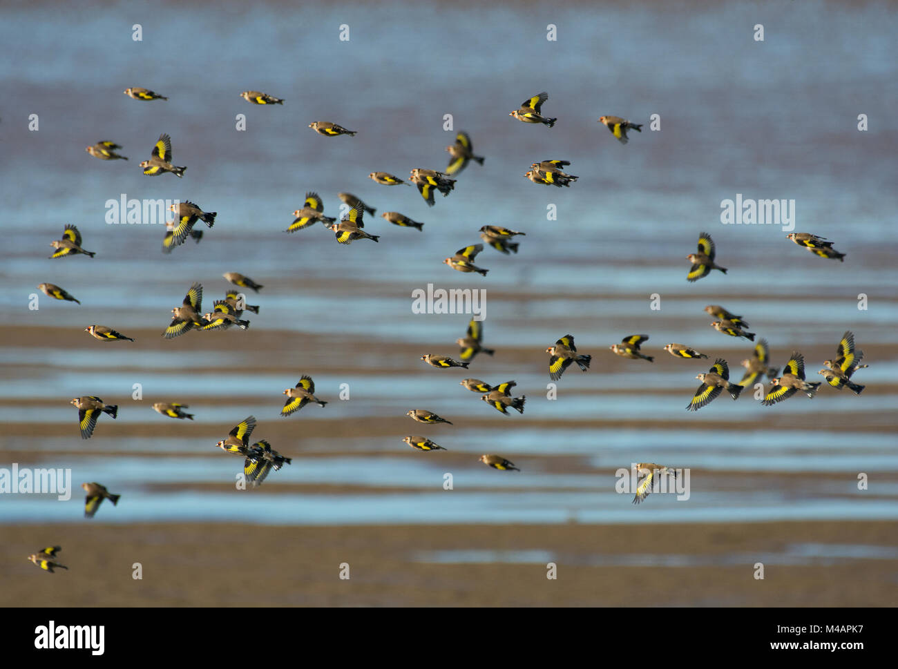 Finches flying hi-res stock photography and images - Alamy