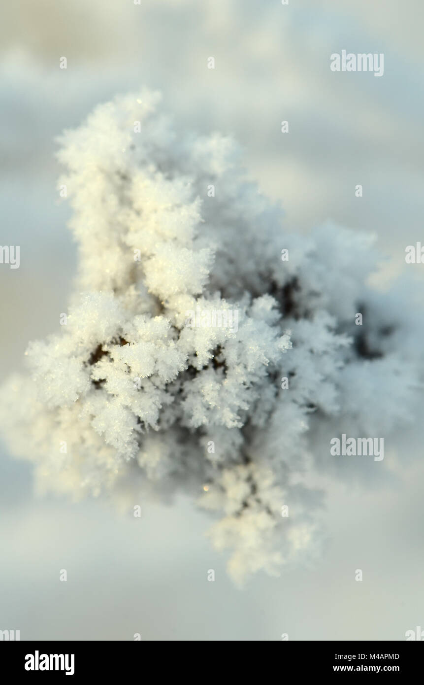 frozen abstract tree branches and plants in winter snow Stock Photo - Alamy