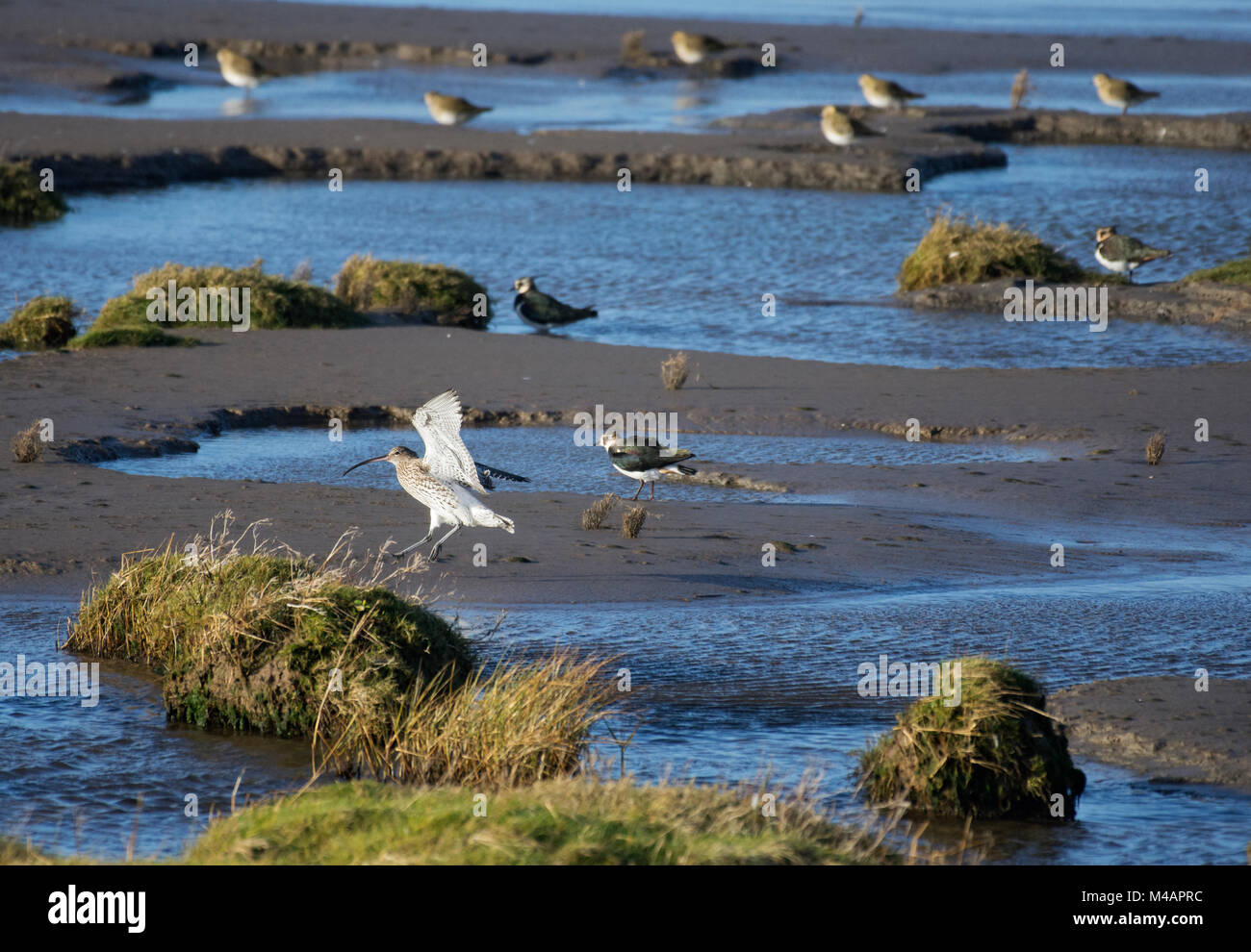 Morecambe bay saltmarsh hi-res stock photography and images - Alamy