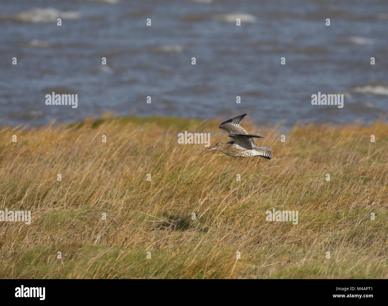 Curlew, Numenius arquata, in flight, Morecambe Bay, Lancashire, UK ...