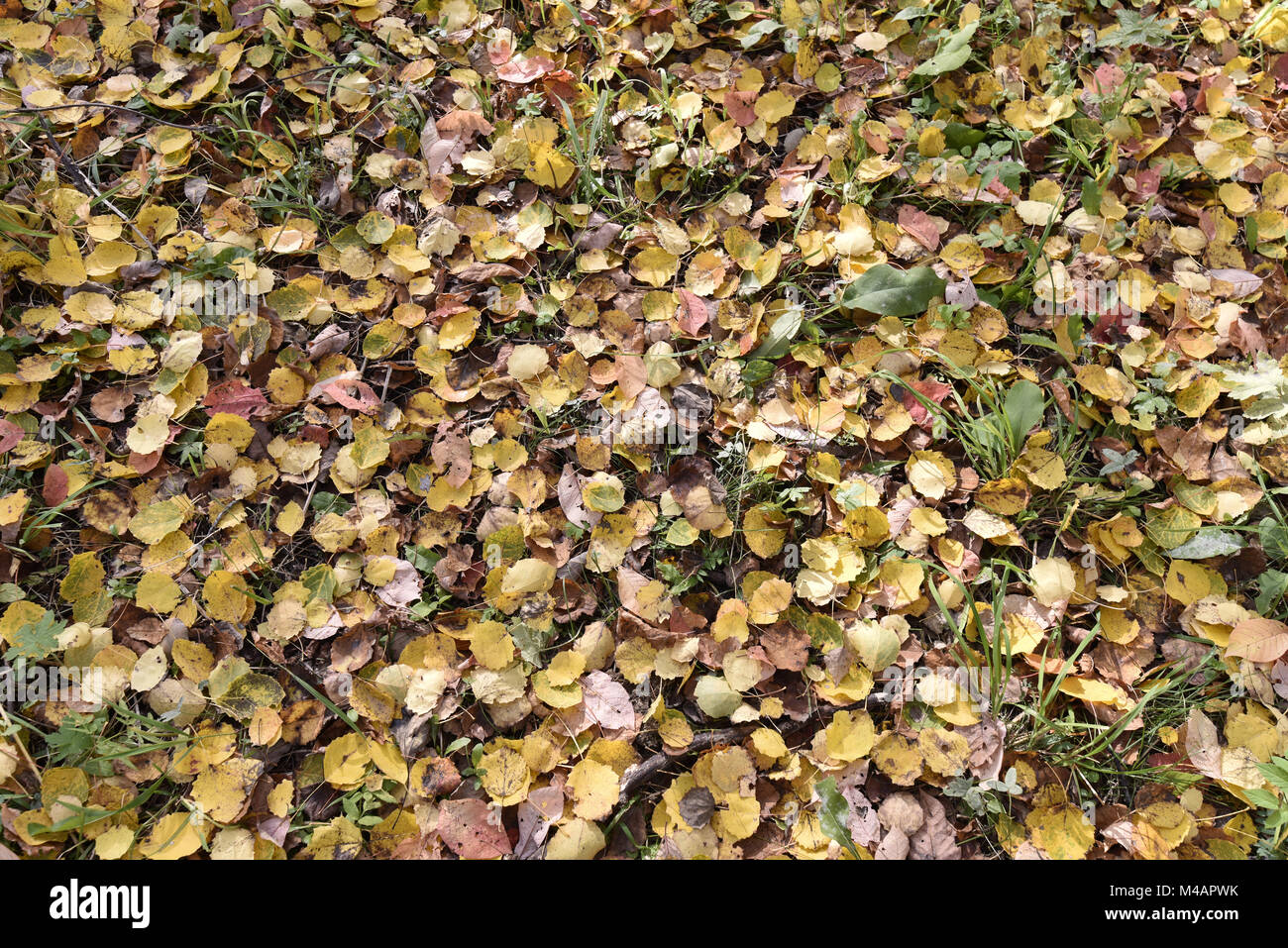 Gold color carpet texture hi-res stock photography and images - Alamy