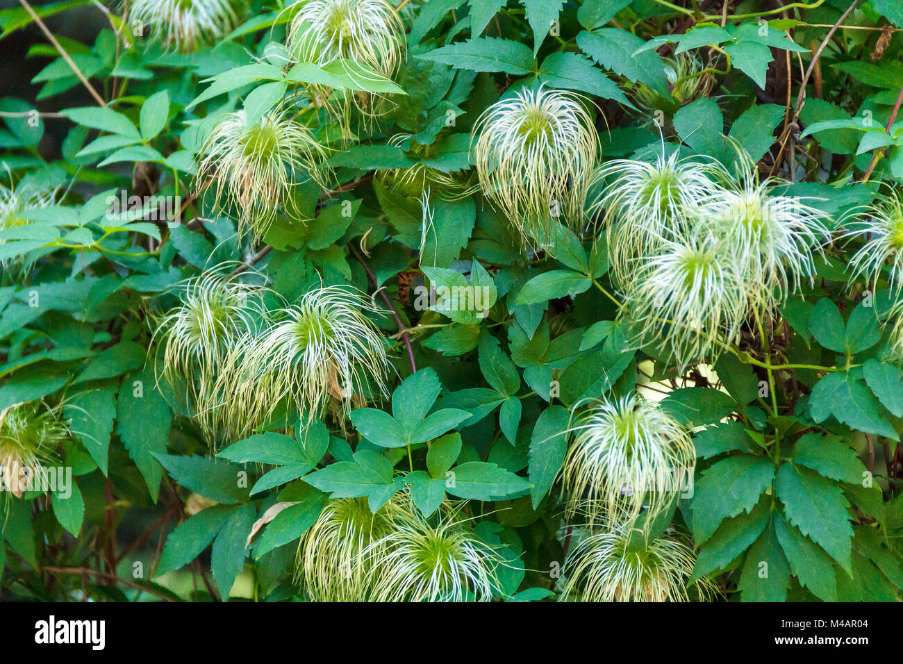 Plants top view hi-res stock photography and images - Alamy