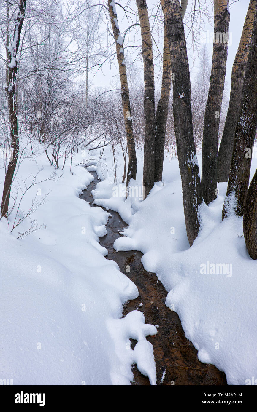 Small winter stream among poplar trees under snow in winter Stock Photo ...