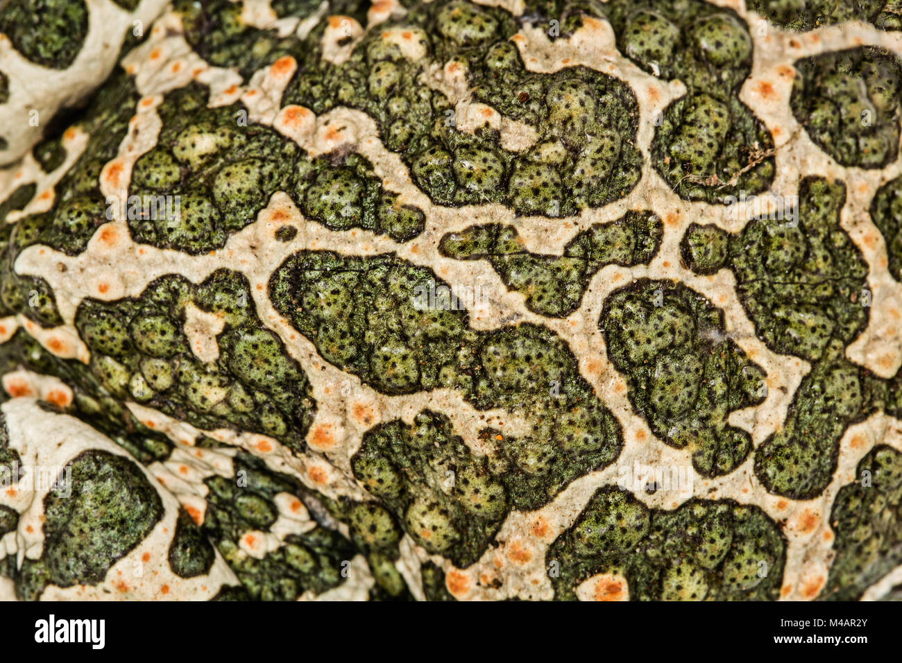 Skin of green toad, spotted natural background Stock Photo - Alamy