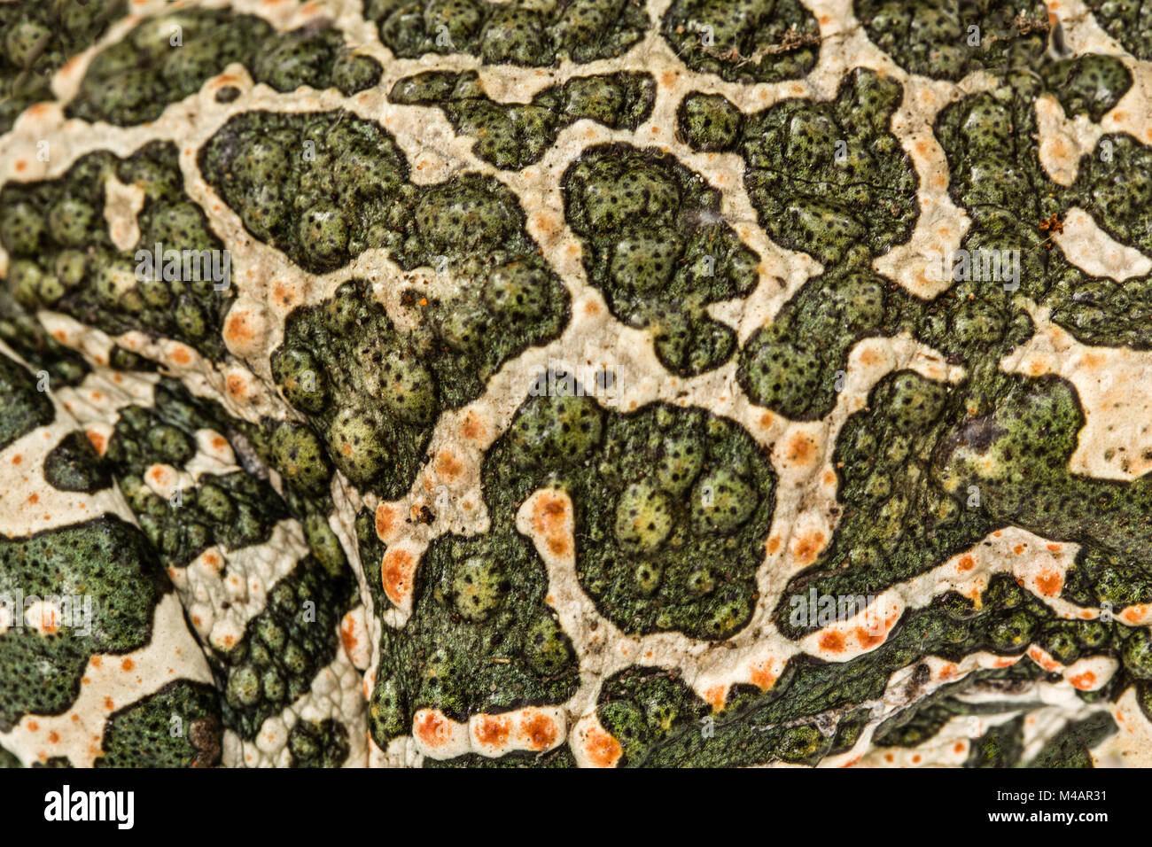 Skin of green toad, spotted natural background Stock Photo - Alamy