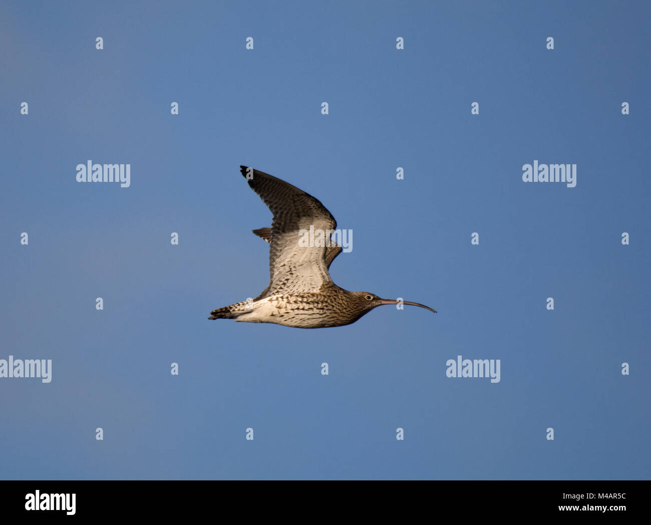 Flying curlew uk hi-res stock photography and images - Alamy
