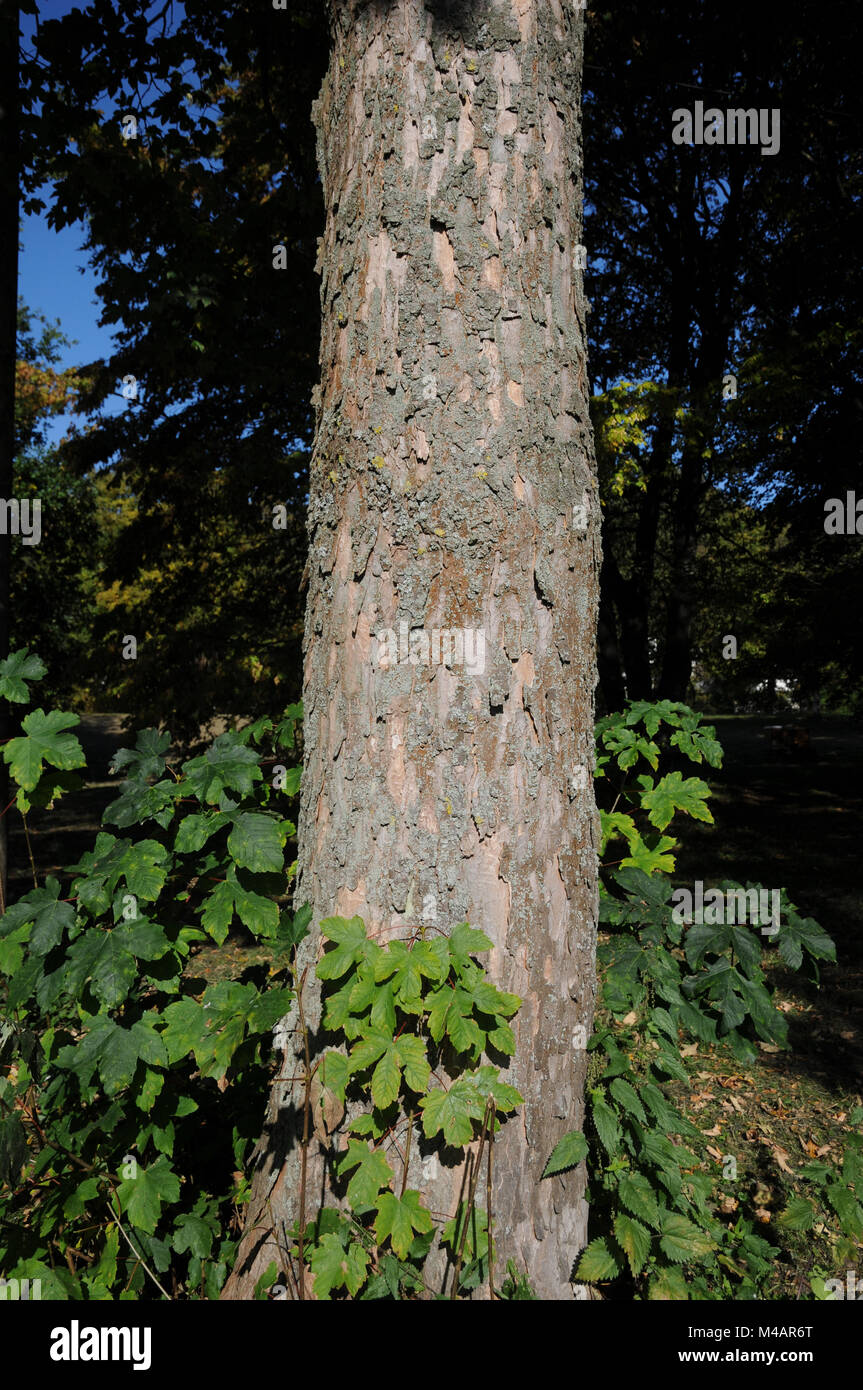 Sycamore maple tree seeds hi-res stock photography and images - Alamy