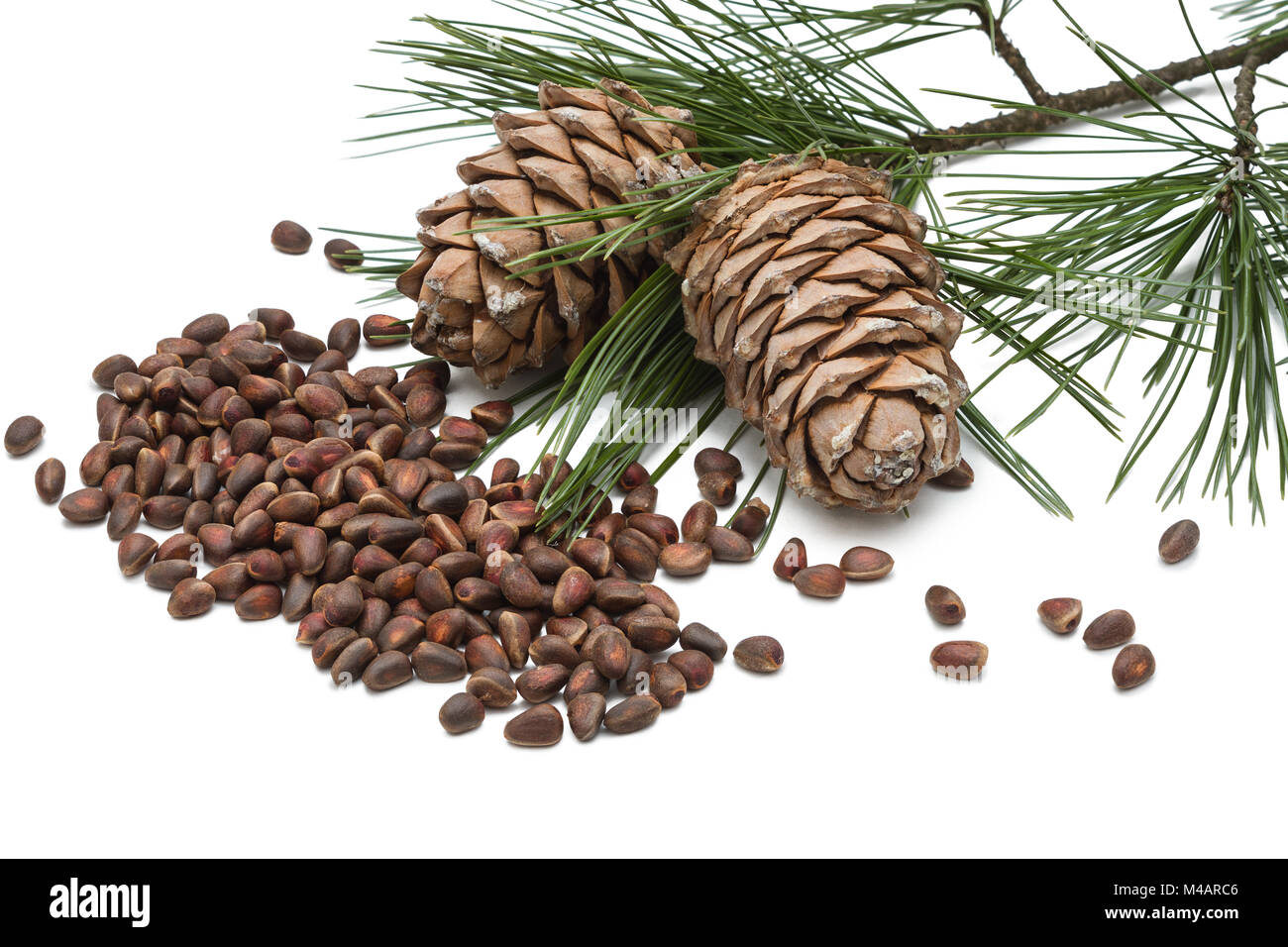 Cedar nuts hi-res stock photography and images - Alamy