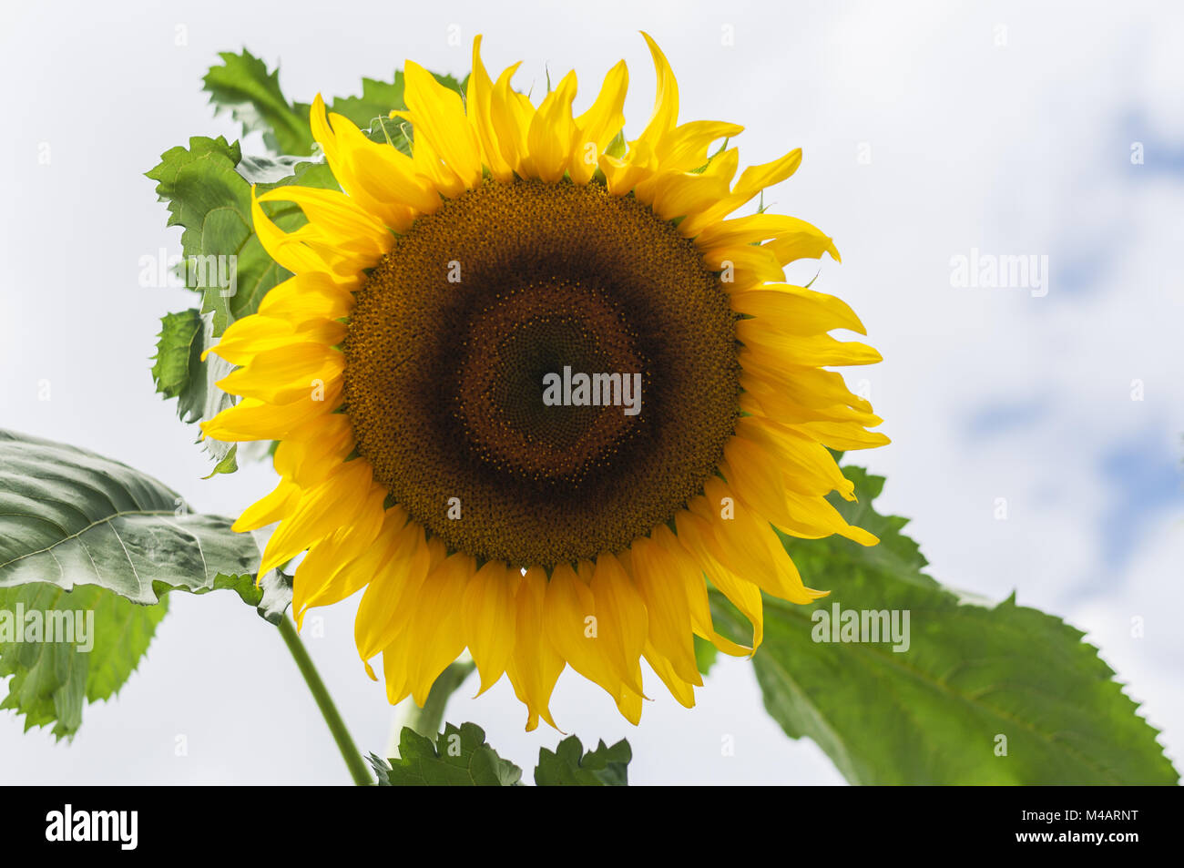 Sunflower giant single hi-res stock photography and images - Alamy