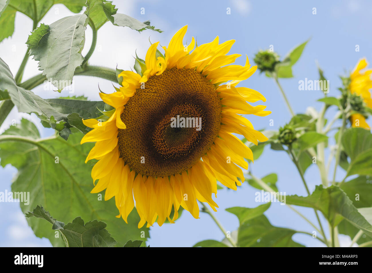 Sunflower giant single hi-res stock photography and images - Alamy