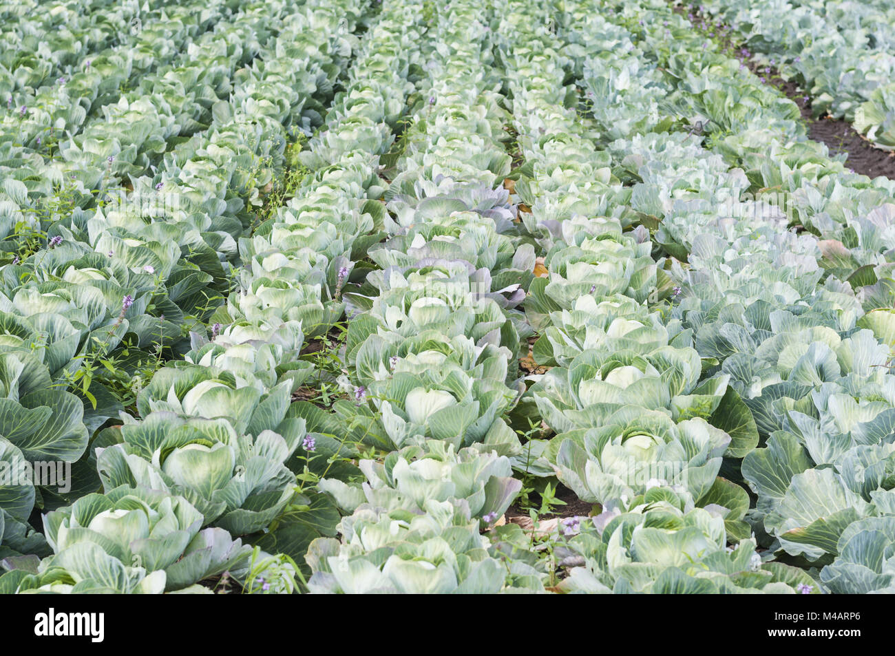 Field with white cabbage Stock Photo - Alamy