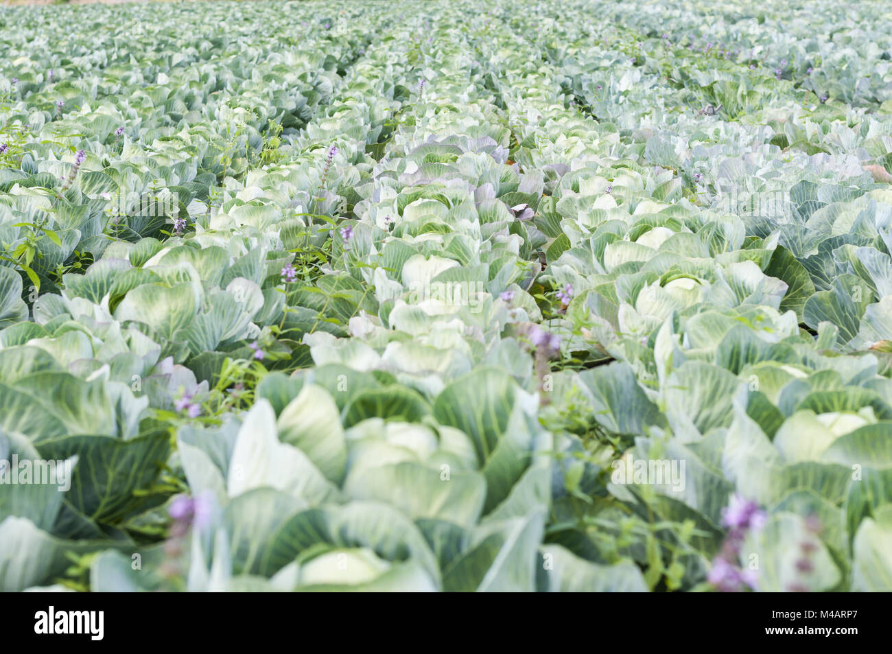 White cabbage field hi-res stock photography and images - Alamy