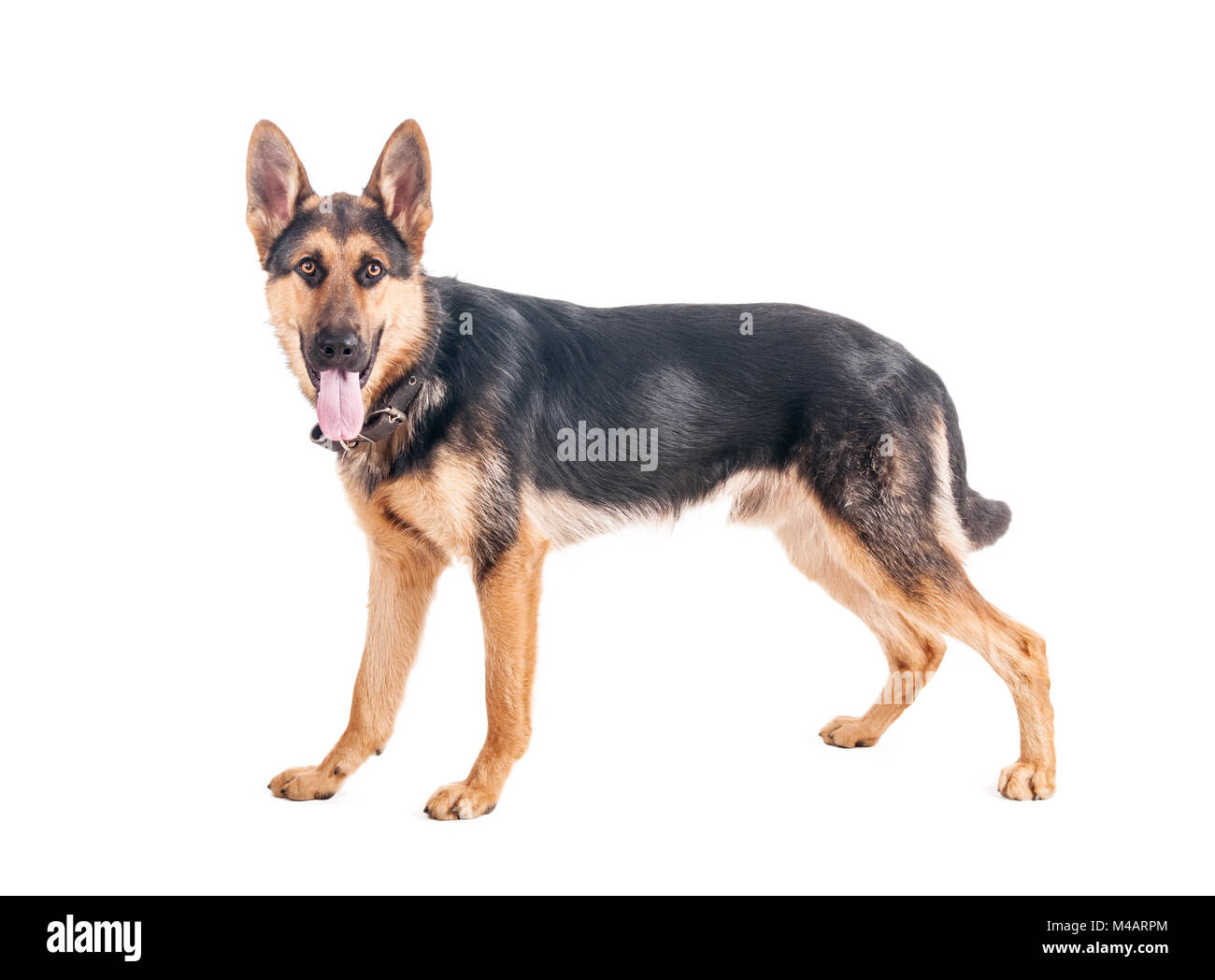 Shepherd on a white background Stock Photo - Alamy