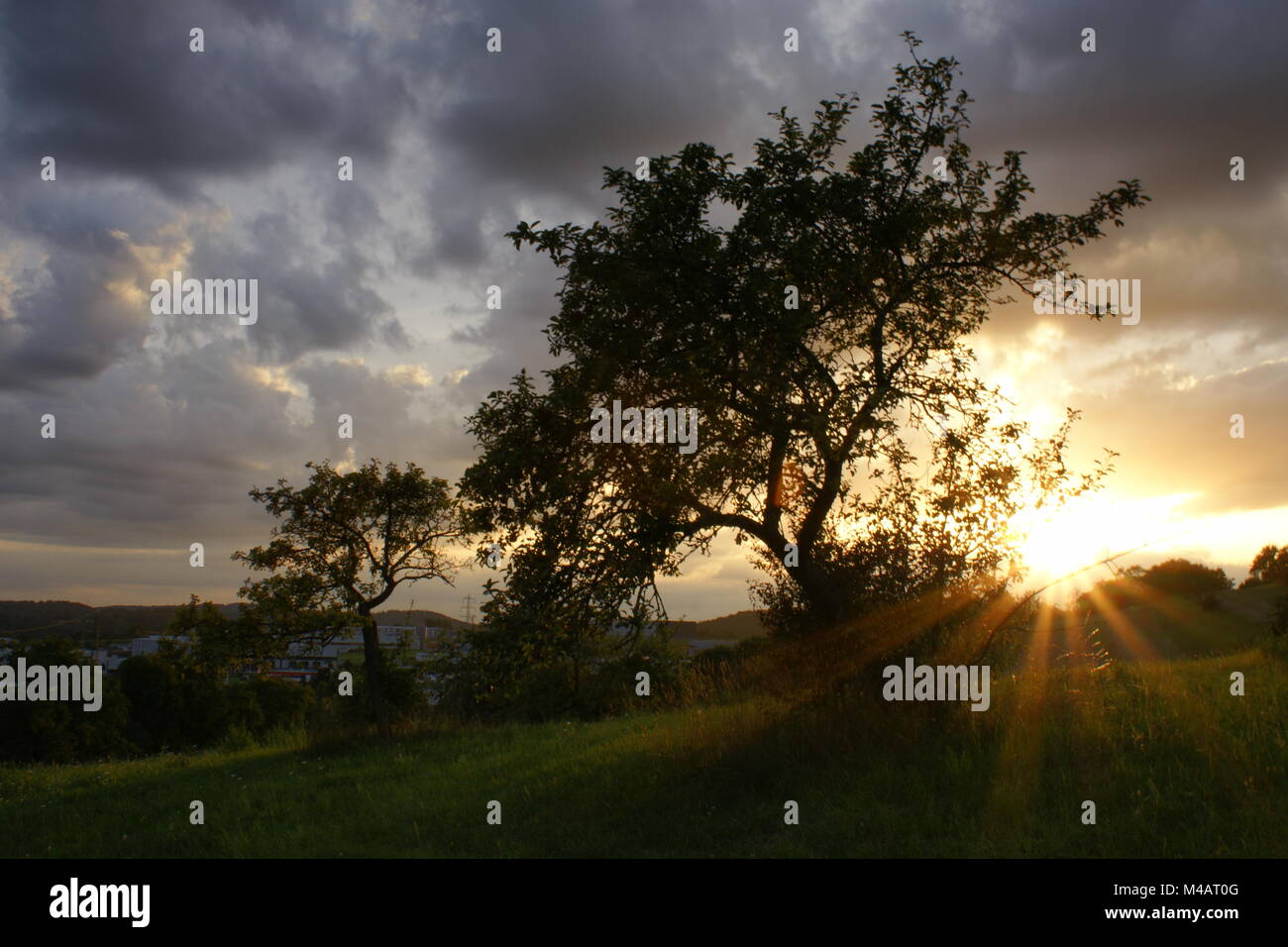Tree sundown hi-res stock photography and images - Alamy