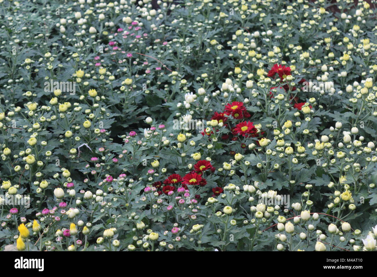 Multiple color Chrysanthemum buds &flower in the garden Stock Photo - Alamy