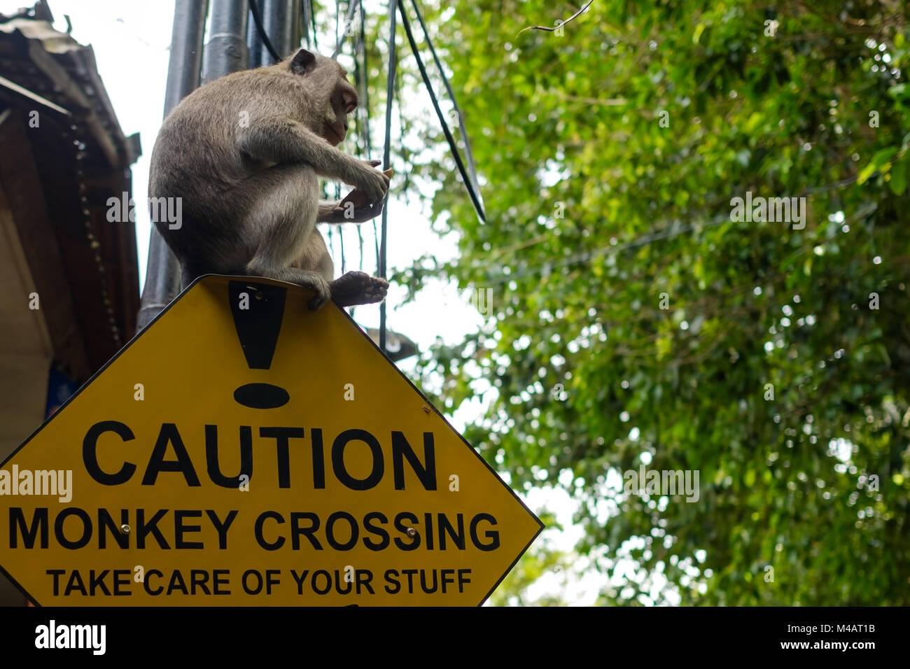 Monkeycrossing hi-res stock photography and images - Alamy