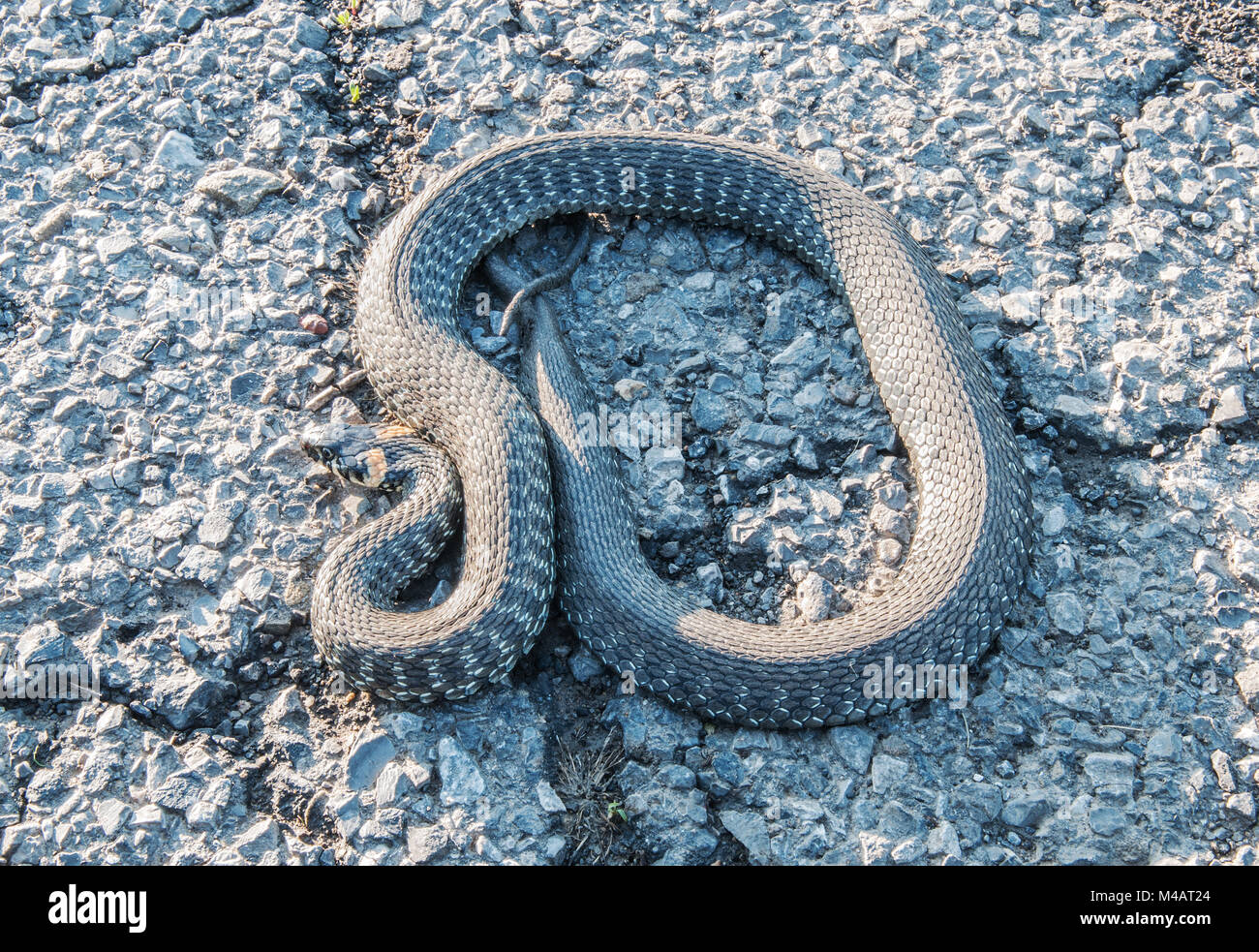 Meadow viper (Vipera Ursinii Stock Photo - Alamy
