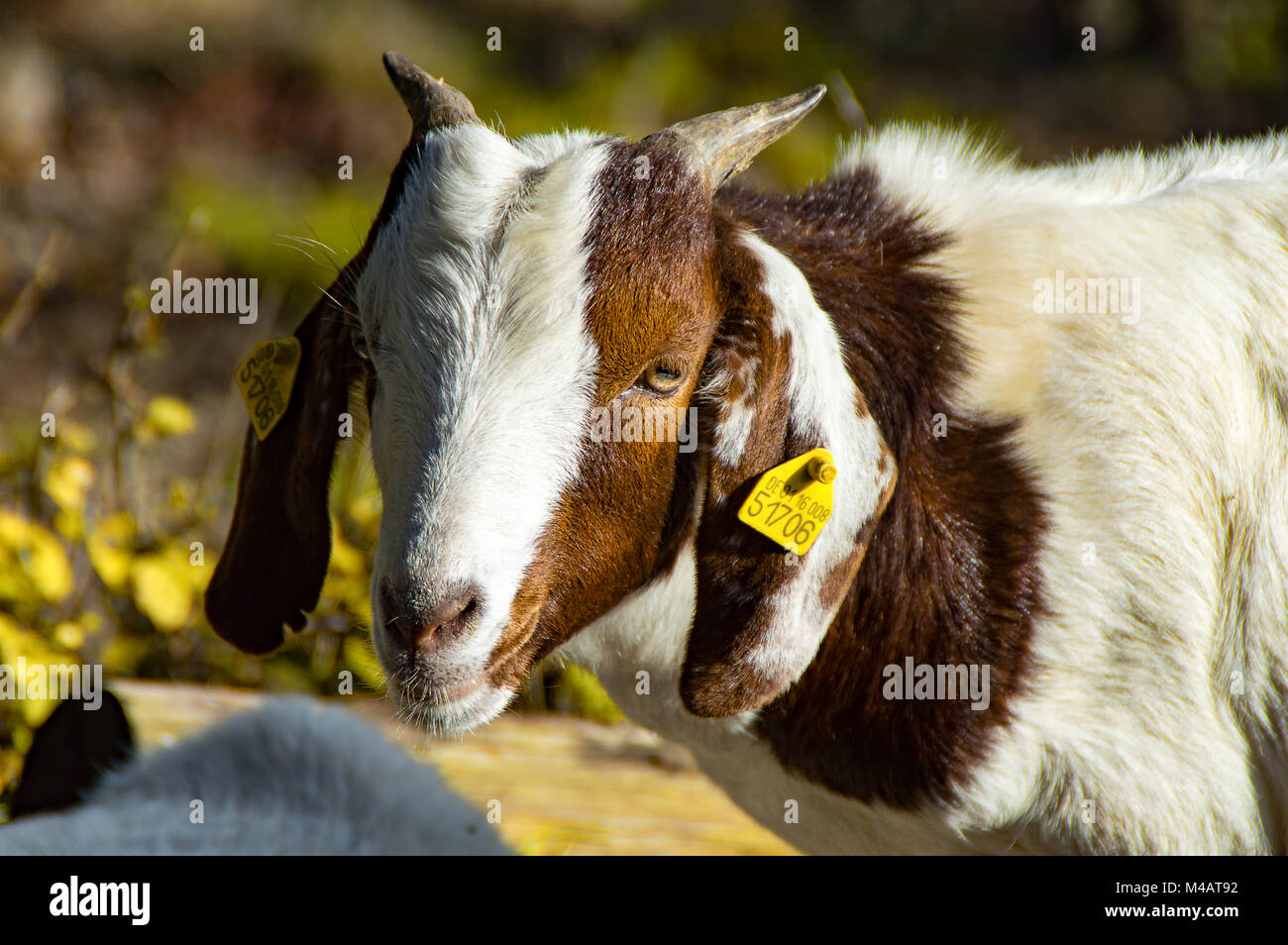 Goat backgrounds hi-res stock photography and images - Alamy