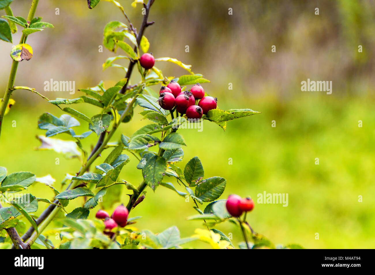 Rosehip hi-res stock photography and images - Alamy