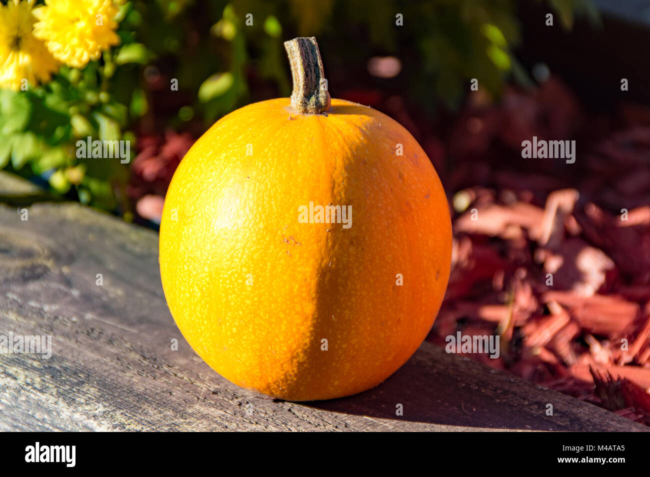 Single punpkin hi-res stock photography and images - Alamy