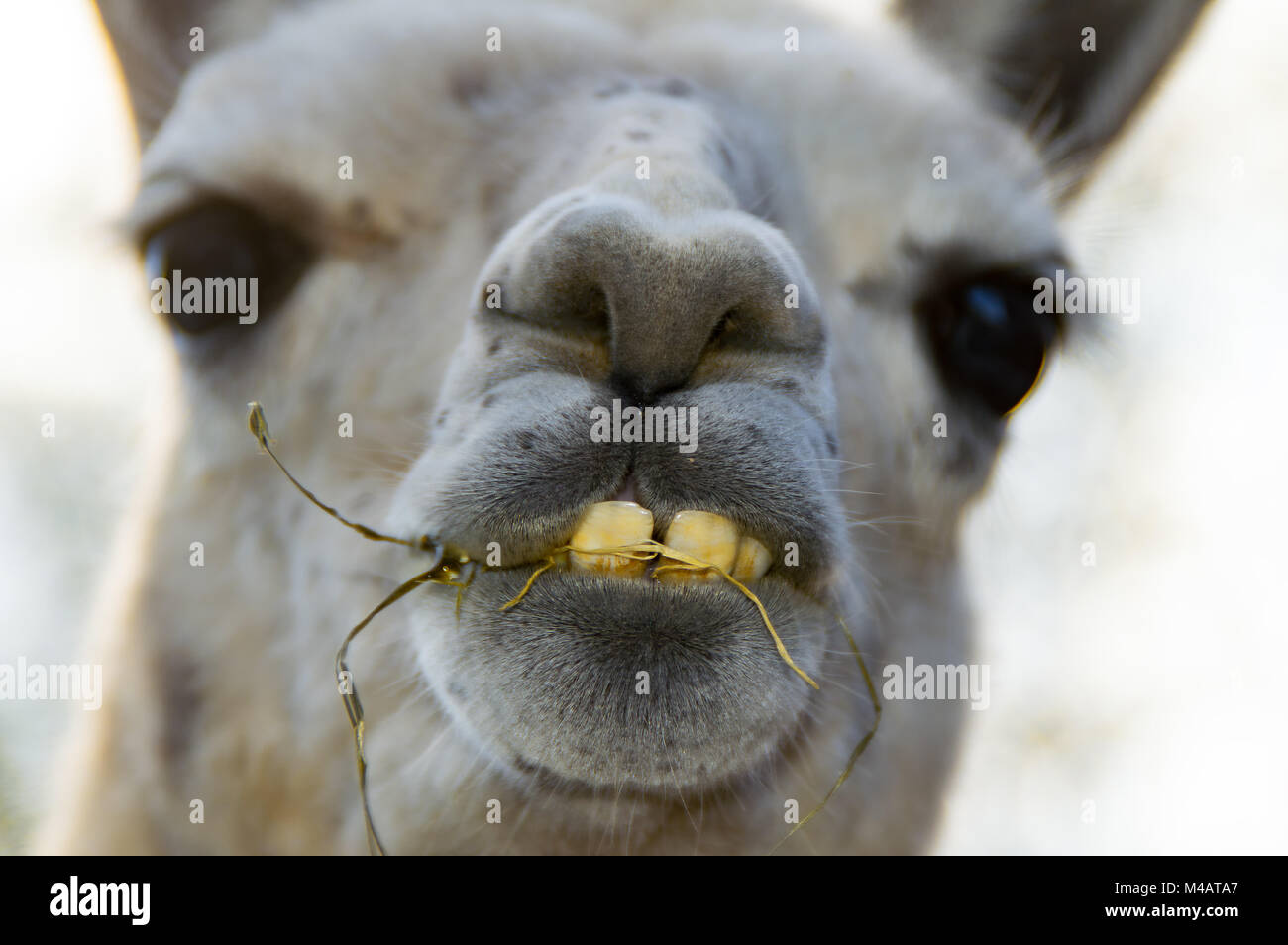 Camel goat hi-res stock photography and images - Alamy