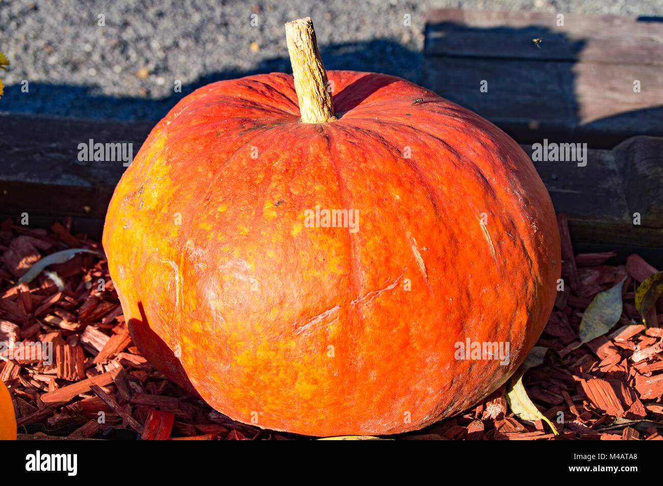 Single punpkin hi-res stock photography and images - Alamy