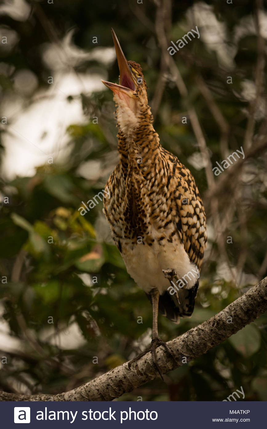 Squawking Bird Stock Photos & Squawking Bird Stock Images - Alamy