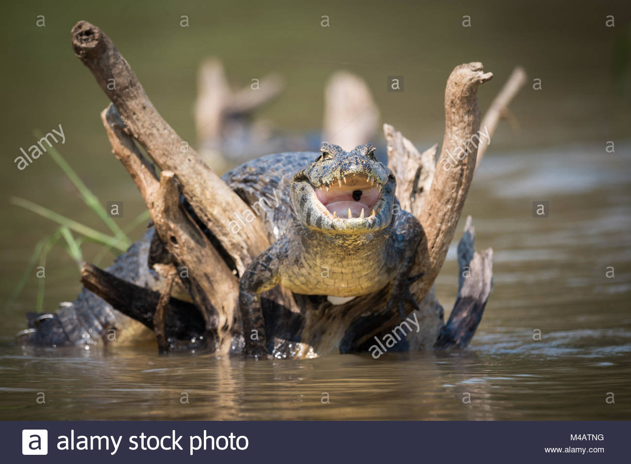 Caiman Mouth Stock Photos & Caiman Mouth Stock Images - Alamy