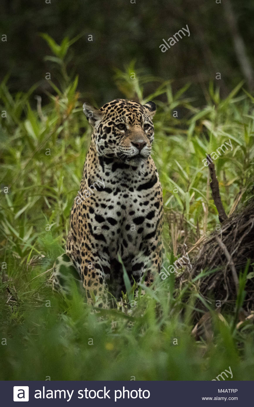 Jaguar Sitting Stock Photos & Jaguar Sitting Stock Images - Alamy