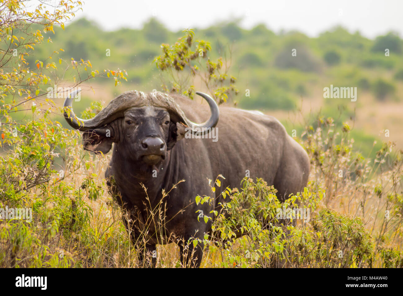 Isolated buffalo in the savannah countryside of Nairobi Park in Kenya ...