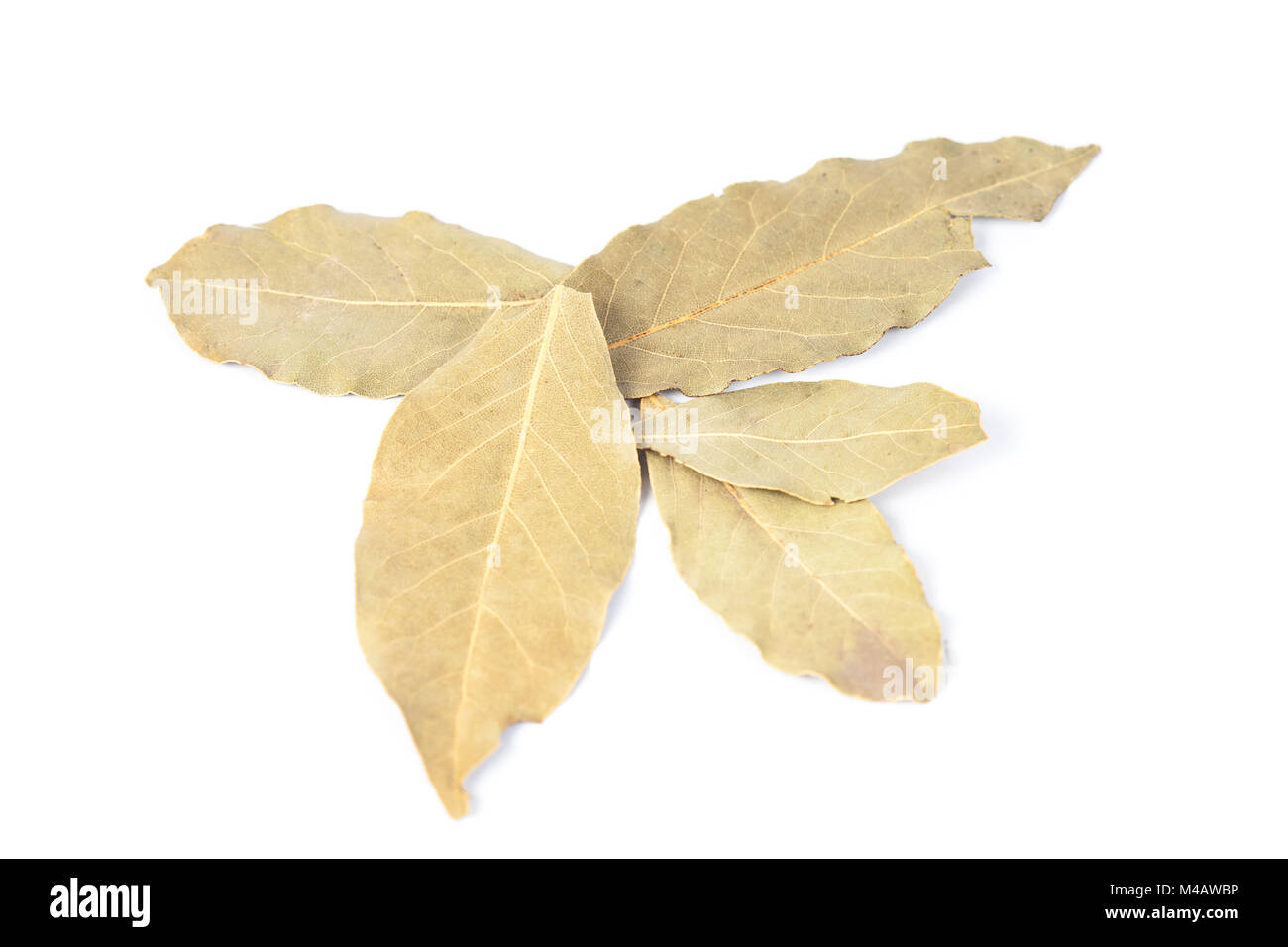 bay leave herb on white background isolate Stock Photo - Alamy