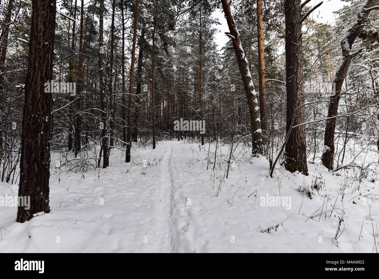 Snowy path in the woods hi-res stock photography and images - Alamy