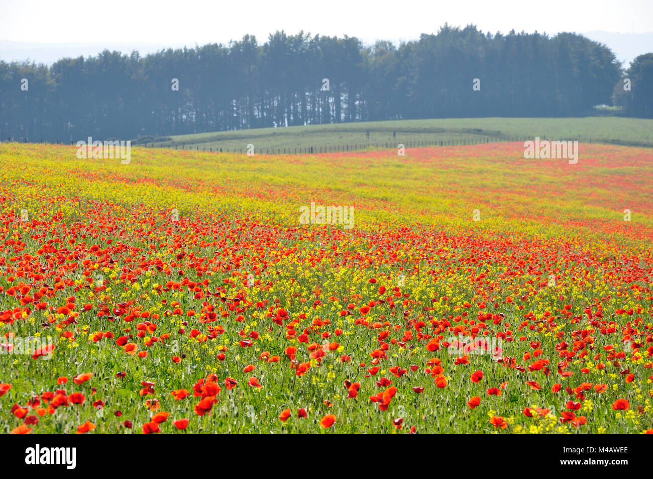Poppy landscape hi-res stock photography and images - Alamy