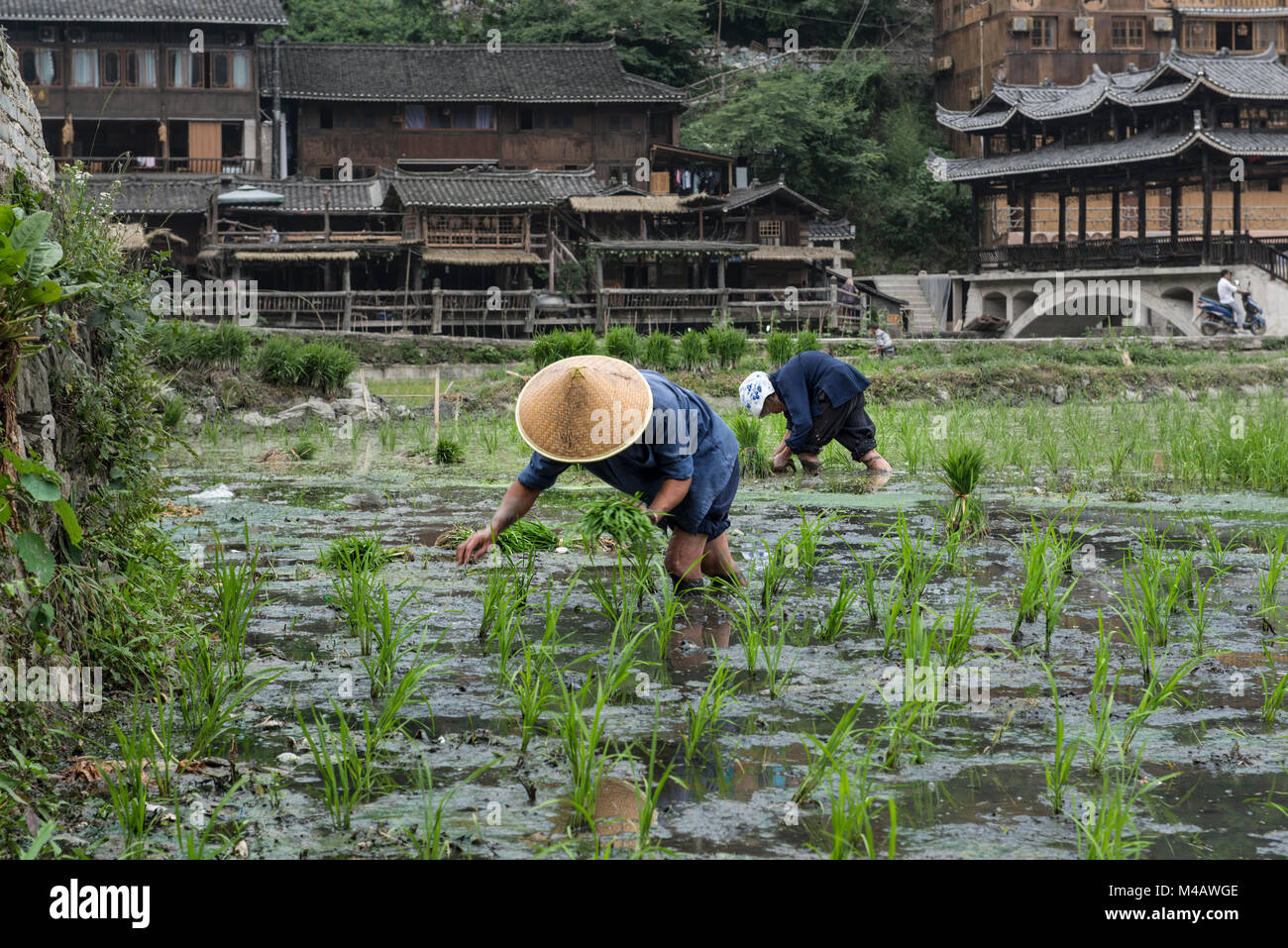 sowing rice in the flooded rice fields in china Stock Photo - Alamy