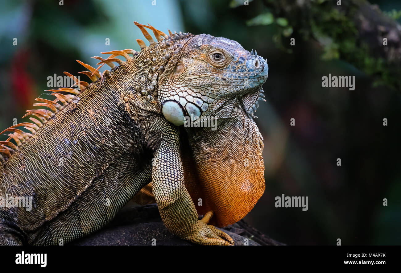 Igana hi-res stock photography and images - Alamy