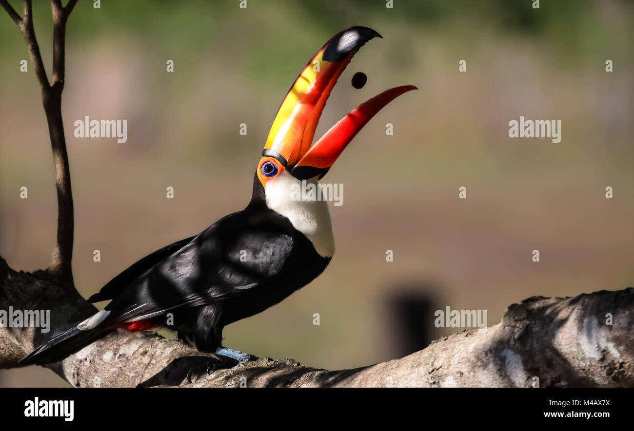 Tucan eating a fruit in the Pantanal brazil Stock Photo - Alamy