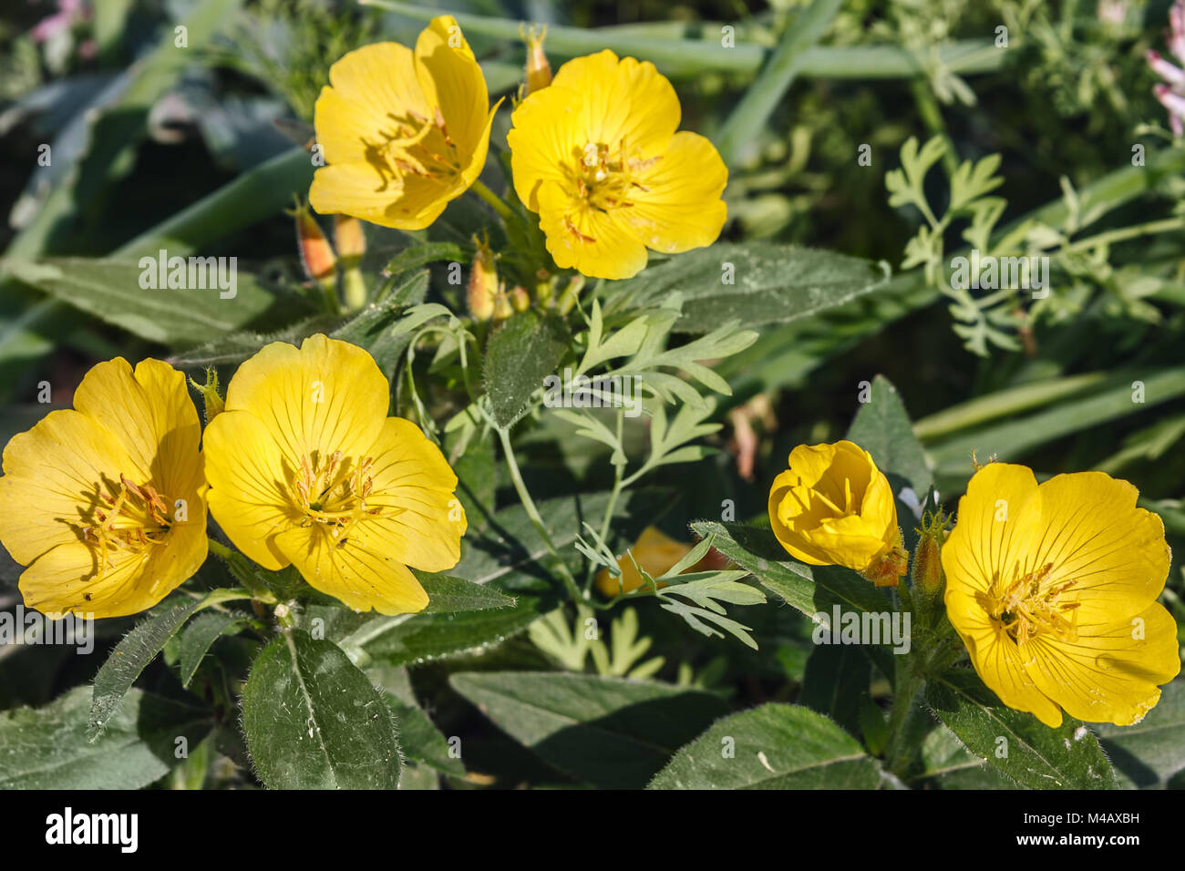 Garden buttercups bloom hi-res stock photography and images - Alamy
