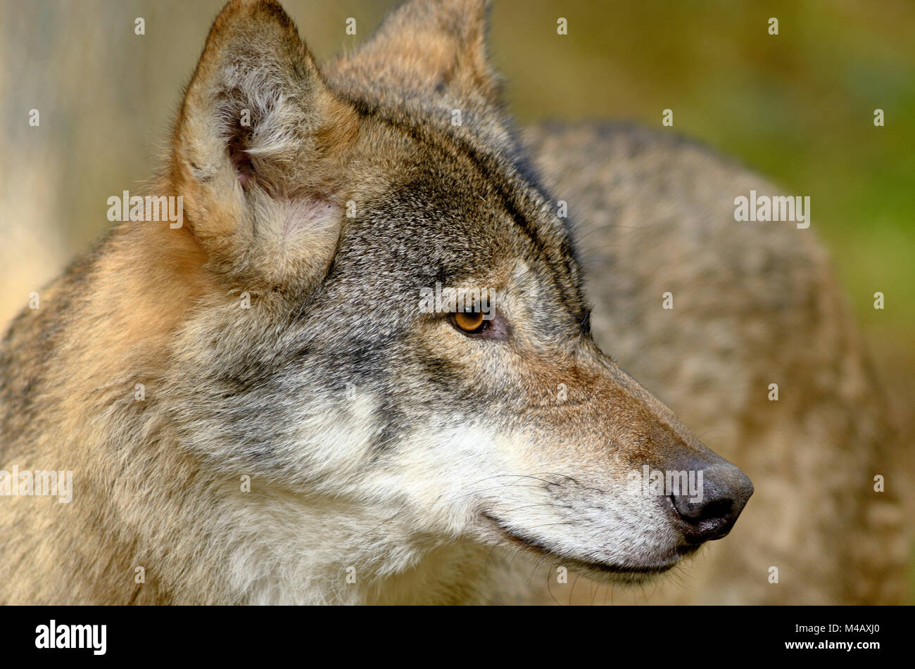 Light Brown Female Wolf