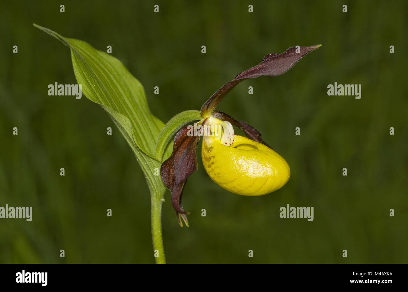 Yellow lady's slipper orchid Cypripedium calceolus Stock Photo - Alamy